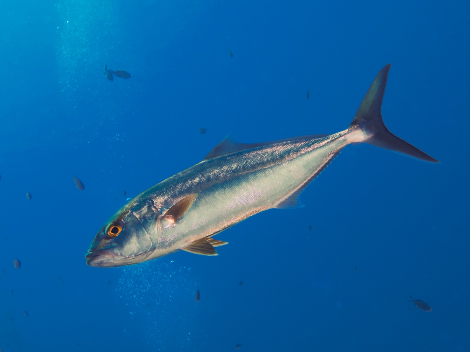 Ricciola: la regina del mare in cucina - Natural Food Service